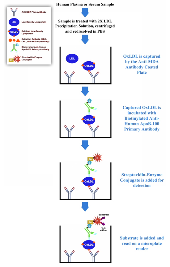 Human Oxidized LDL ELISA Kit (MDA-LDL)